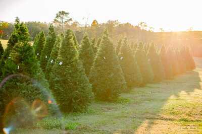 Sweet Grown Alabama Christmas Trees