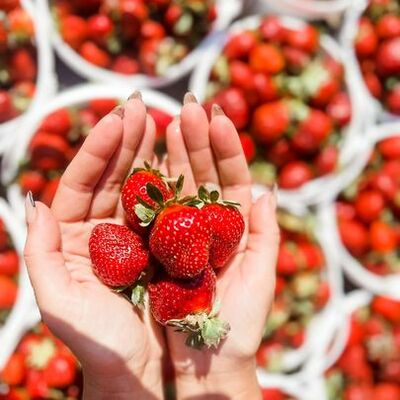 Alabama's Berry Best U-Pick Strawberry Farms