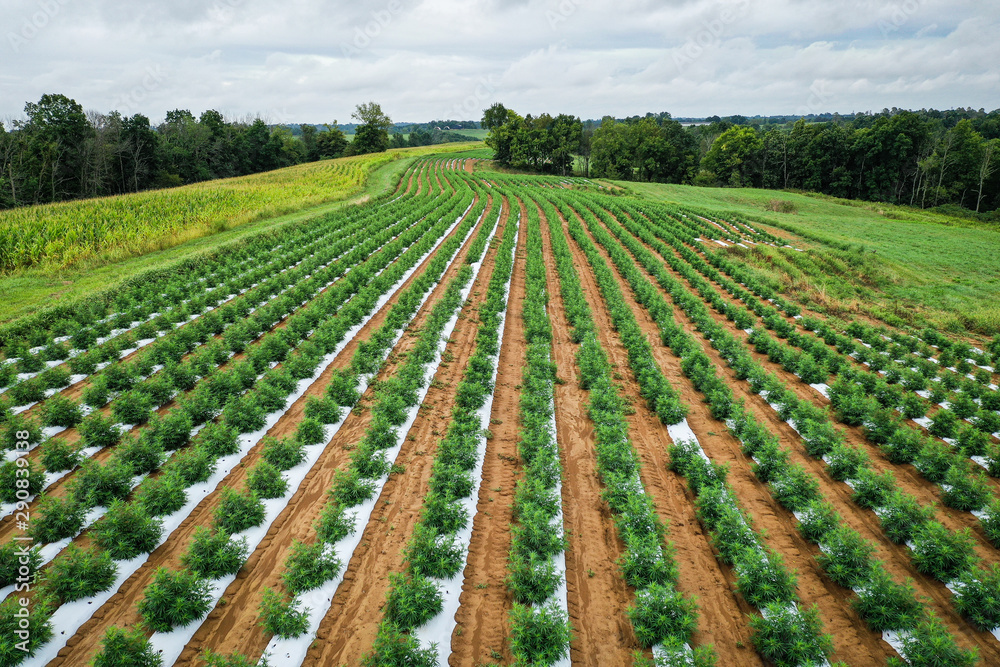 USDA Final Rule on Hemp Production | Rosen Harwood