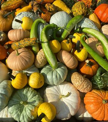Must-Visit Sweet Grown Alabama Fall Fun Farms