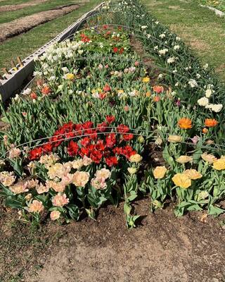 Circles of Colors is a U-Pick Flower Farm for the Community